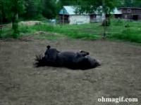 Rodando GIFs - Get the best gif on GIFER