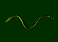 Serpent GIFs - Get the best gif on GIFER