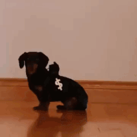 Police GIFs - Get the best gif on GIFER