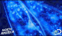 Phytoplankton GIFs - Get the best gif on GIFER