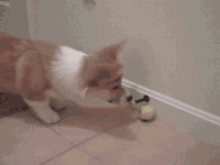 Sniffing GIFs - Get the best gif on GIFER