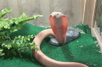 Hissing GIFs - Get the best gif on GIFER