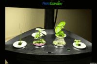 Herb GIFs - Get the best gif on GIFER