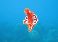 Reef GIFs - Get the best gif on GIFER
