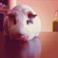 Rodent GIFs - Get the best gif on GIFER