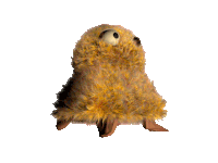 Fluffy GIFs - Get the best gif on GIFER