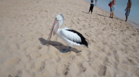 Pelican GIFs - Get the best gif on GIFER