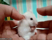 Mouse GIFs - Get the best gif on GIFER