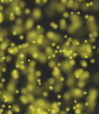 Fireflies GIFs - Get the best gif on GIFER