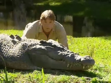 Crocodile hunter GIF - Conseguir o melhor gif em GIFER