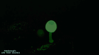 Fungi GIFs - Get the best gif on GIFER