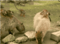 Capybaras GIFs - Get the best gif on GIFER