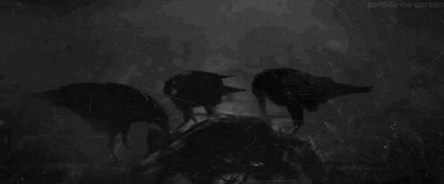 Cose bird GIF - Conseguir o melhor gif em GIFER