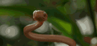 Serpiente GIFs - Get the best gif on GIFER