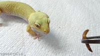 Geckos GIFs - Get the best gif on GIFER
