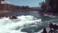 Rapid GIFs - Get the best gif on GIFER