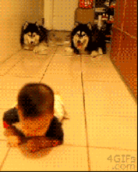 Try GIFs - Get the best gif on GIFER