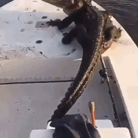 Darwin GIFs - Get the best gif on GIFER