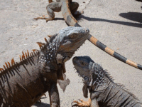 Iguanas GIFs - Get the best gif on GIFER