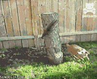 Squirrel GIFs - Get the best gif on GIFER