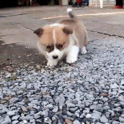 Short video GIF - Conseguir el mejor gif en GIFER