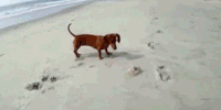 Pede GIFs - Get the best gif on GIFER