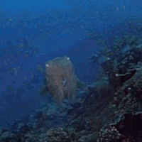 Лула GIFs - Get the best gif on GIFER