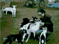 Funny goat GIFs - Get the best gif on GIFER