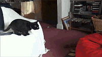 Comfy GIFs - Get the best gif on GIFER