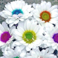 Bouquet GIFs - Get the best gif on GIFER