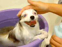 Pat GIFs - Get the best gif on GIFER