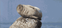 Sup GIFs - Get the best gif on GIFER