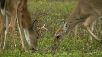 Deer GIFs - Get the best gif on GIFER