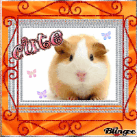 Guinea GIFs - Get the best gif on GIFER