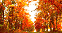 Fall GIFs - Get the best gif on GIFER