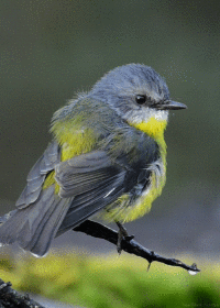 Peaceful GIFs - Get the best gif on GIFER
