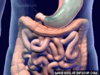Stomach GIFs - Get the best gif on GIFER