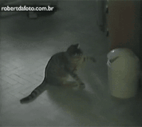 Bote GIFs - Get the best gif on GIFER