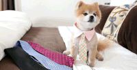 Tie GIFs - Get the best gif on GIFER