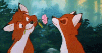 Fox GIFs - Get the best gif on GIFER