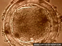 Human cell GIFs - Get the best gif on GIFER