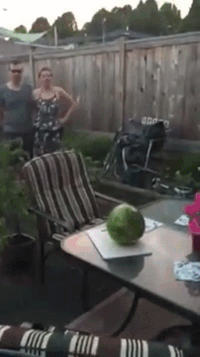 Melons GIFs - Get the best gif on GIFER