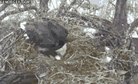 Nest GIFs - Get the best gif on GIFER