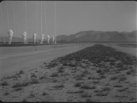 Snapper GIFs - Get the best gif on GIFER