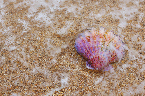 Seashell GIFs - Get the best gif on GIFER