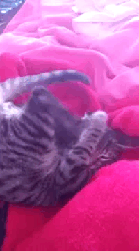 Stahp Cat Gif