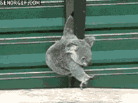 Koala GIFs - Get the best gif on GIFER