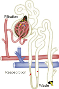 Biology GIFs - Get the best gif on GIFER