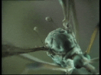 Cranefly GIFs - Get the best gif on GIFER