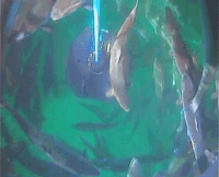 Lice GIFs - Get the best gif on GIFER